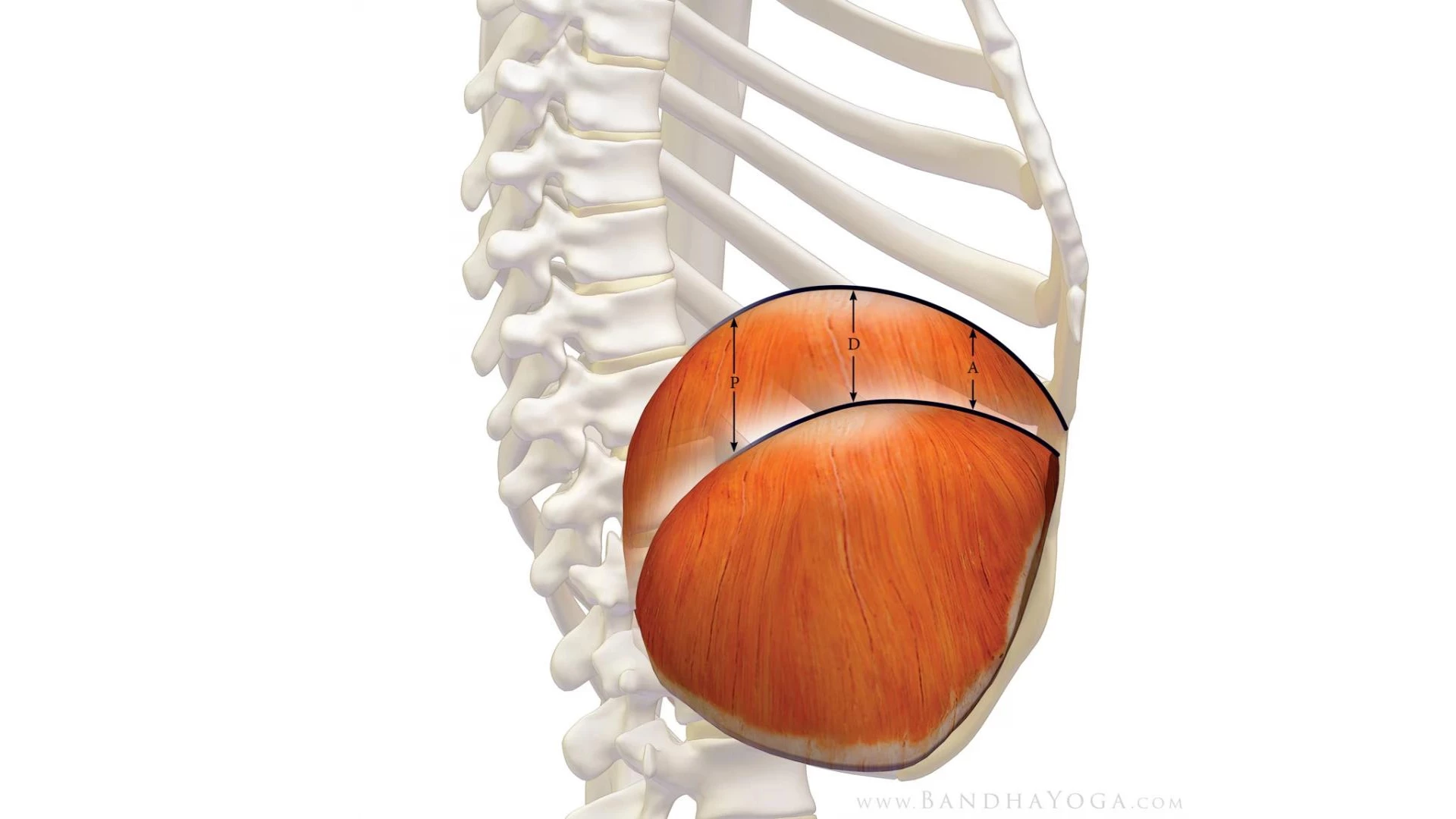 Free Video With Dr Ray Long The Wonders Of Diaphragmatic Breathing Free Video With Dr Ray Long The Wonders Of Diaphragmatic Breathing