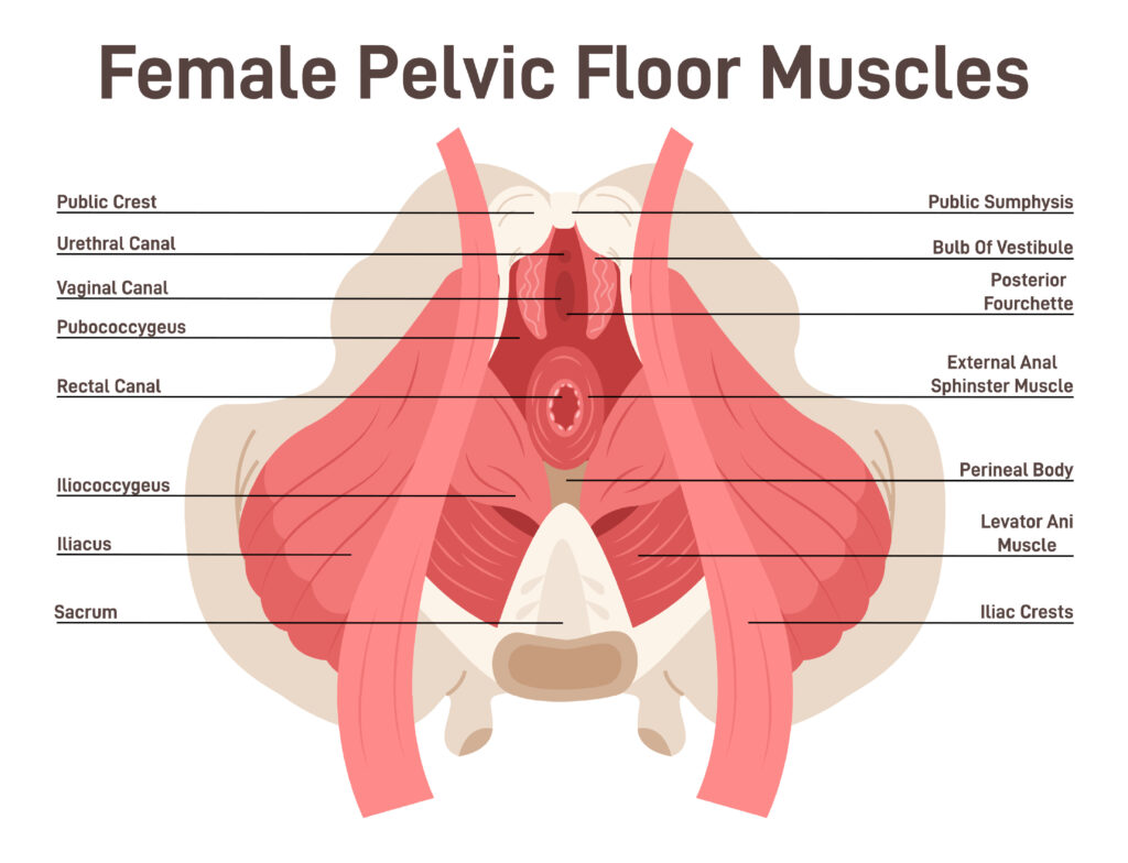 Yoga Poses for the Pelvic Floor