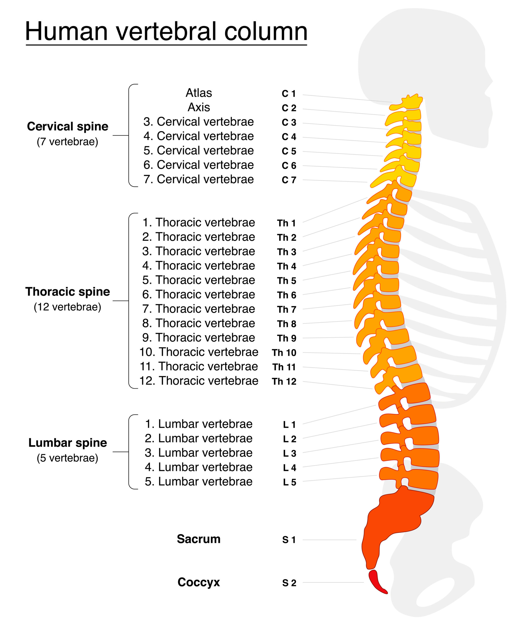 How Many Cervical Vertebrae Do You Have How Many Cervical Vertebrae Do You Have
